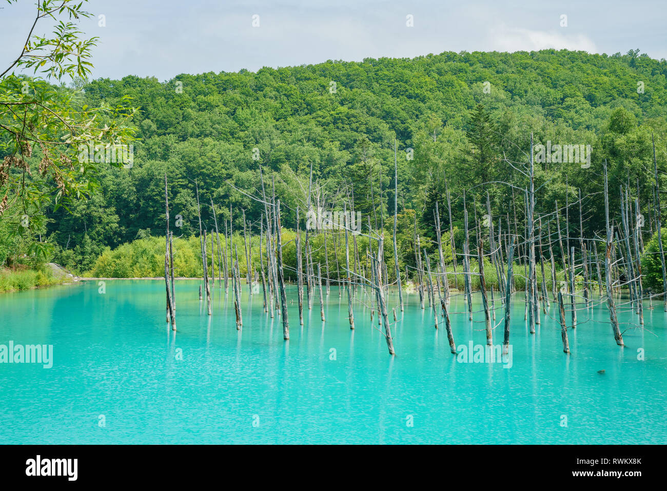 The beautiful Shirogane Blue Pond at Hokkaido, Japan Stock Photo - Alamy