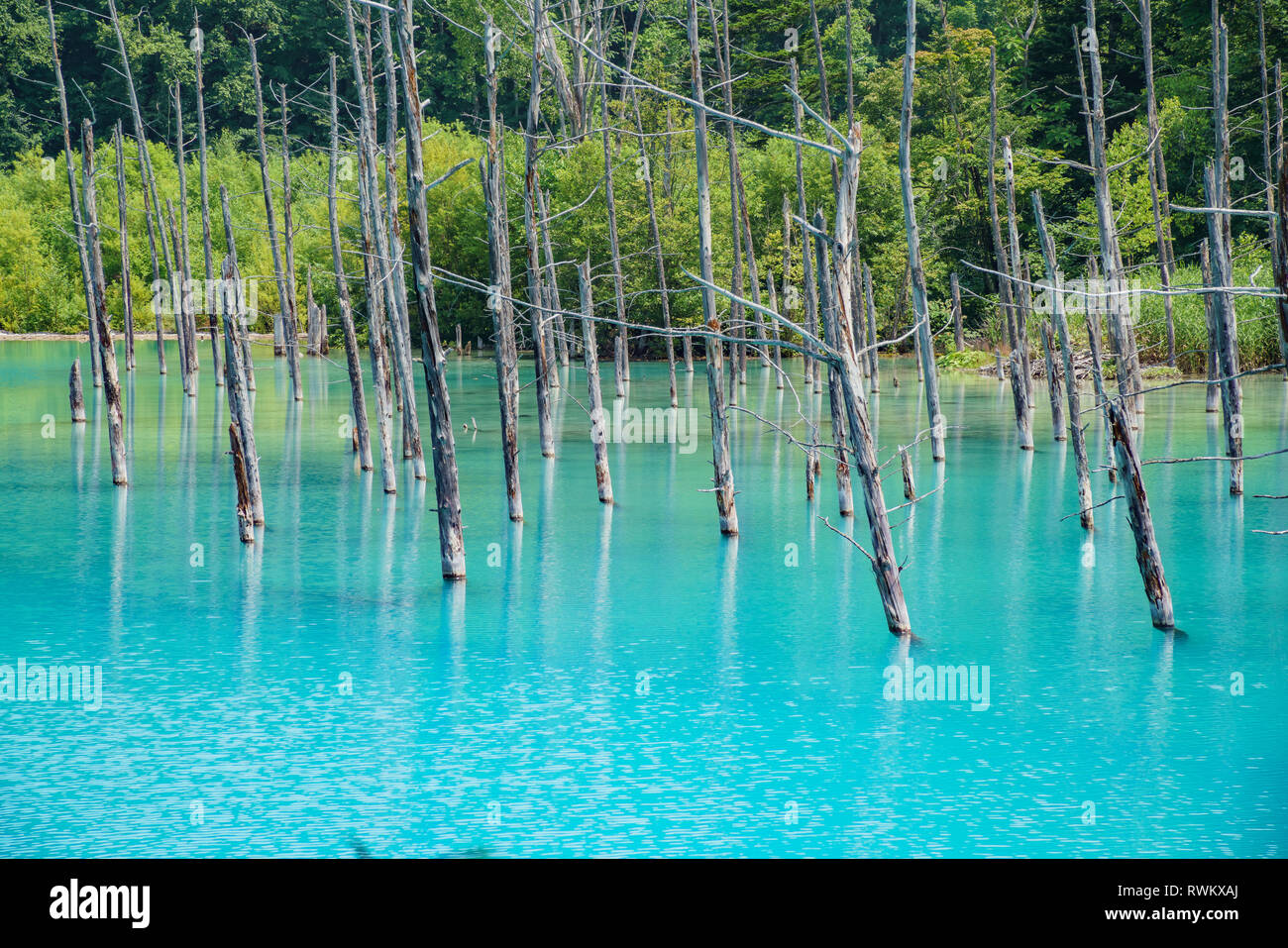 The beautiful Shirogane Blue Pond at Hokkaido, Japan Stock Photo - Alamy