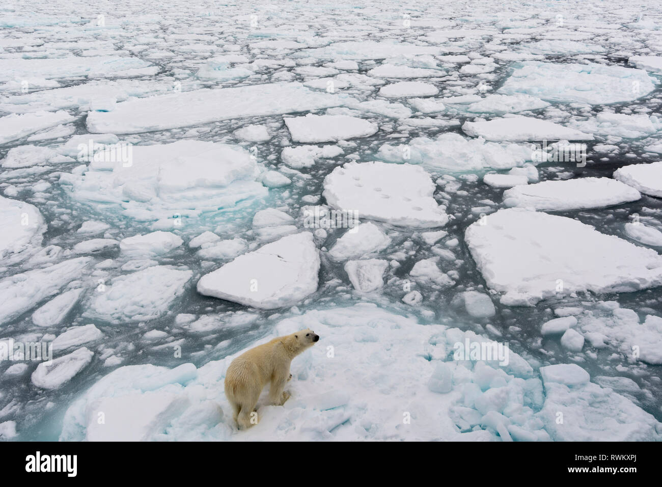 North polar ice cap hi-res stock photography and images - Alamy