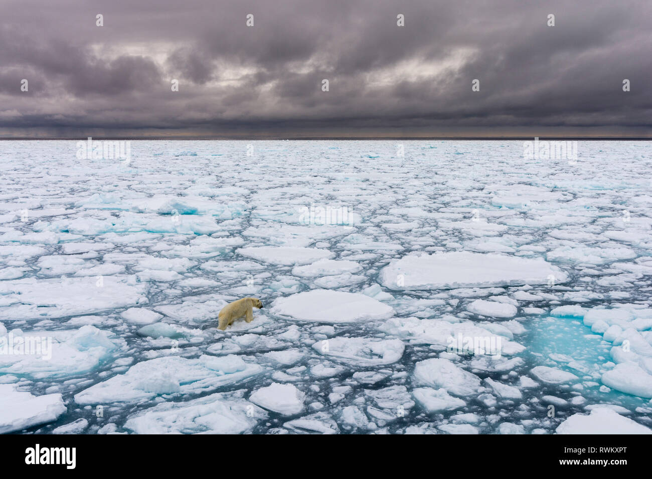 Ice cap arctic melting polar bear hi-res stock photography and images ...