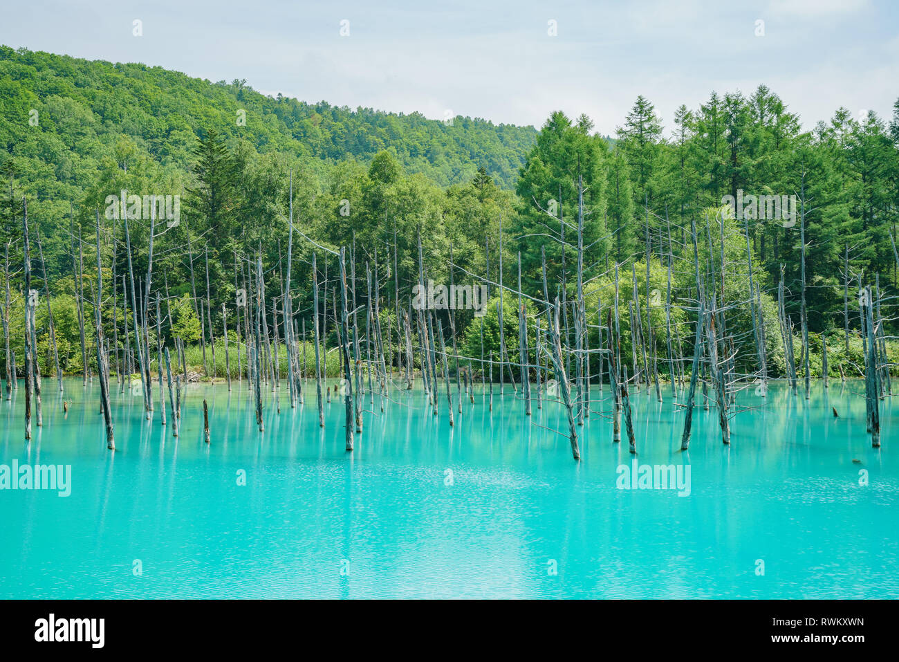 The beautiful Shirogane Blue Pond at Hokkaido, Japan Stock Photo - Alamy