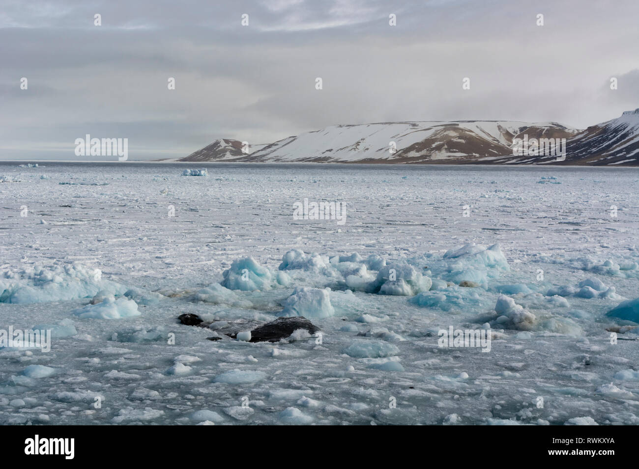 Pack ice, Wahlenberg fjord, Nordaustlandet, Svalbard, Norway Stock ...