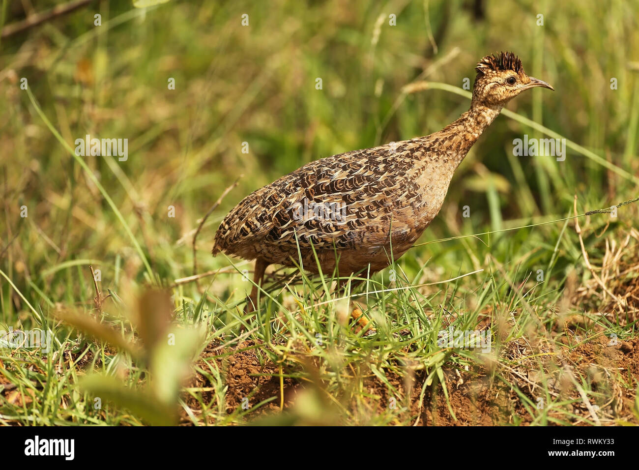 Tinamou hi-res stock photography and images - Alamy