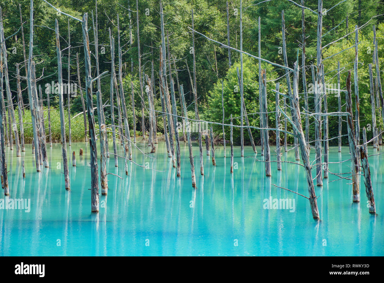 The beautiful Shirogane Blue Pond at Hokkaido, Japan Stock Photo - Alamy