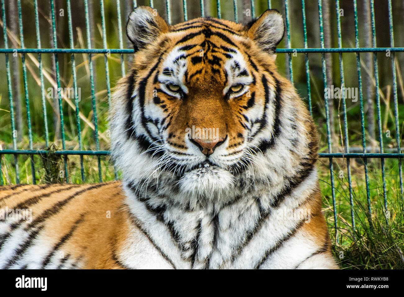 White tiger claws hi-res stock photography and images - Alamy