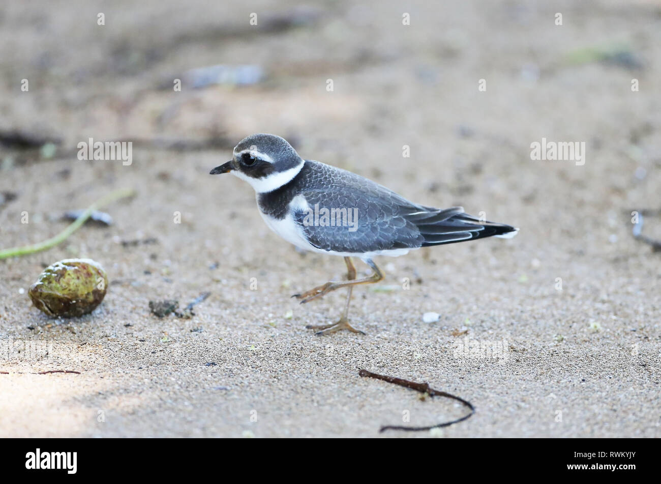 Common ringed plover during migration hi-res stock photography and ...