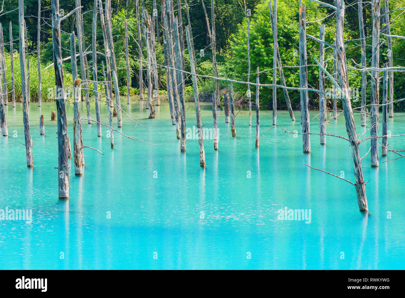 The beautiful Shirogane Blue Pond at Hokkaido, Japan Stock Photo - Alamy