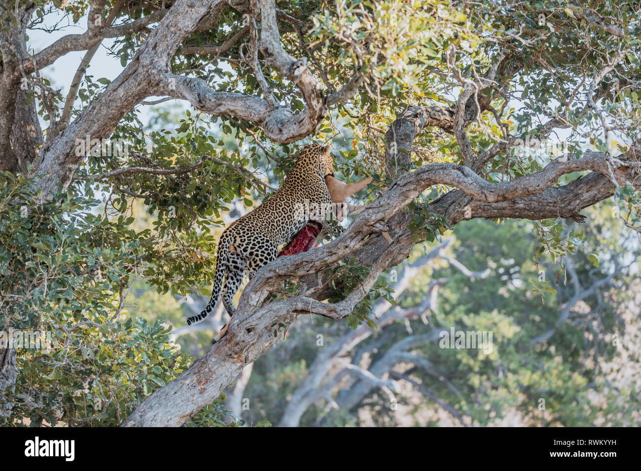 Huge male leopard on a impala kill in a Marula tree in the Timbavati ...
