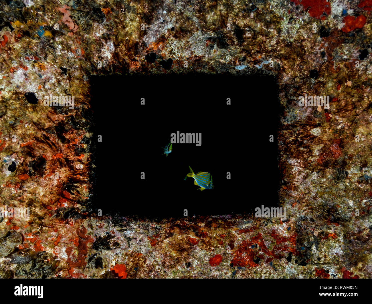 Underwater marine window hi-res stock photography and images - Alamy