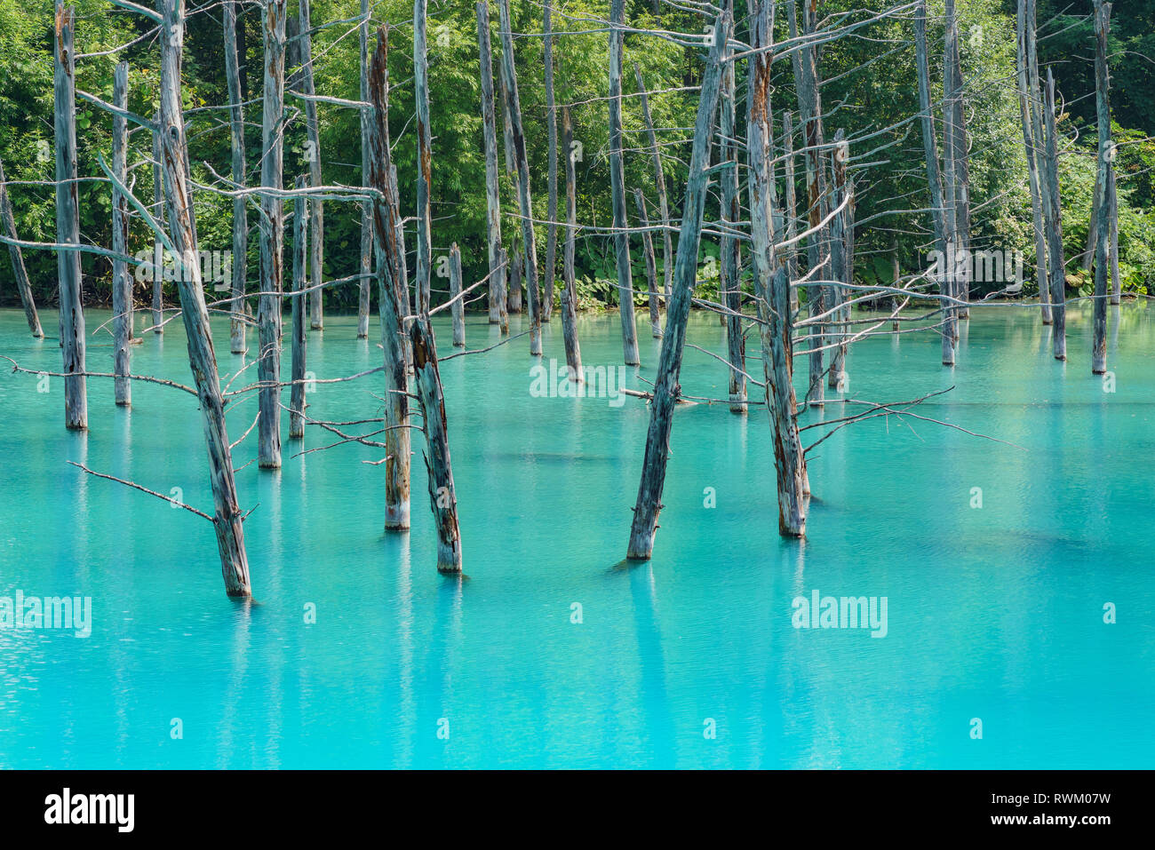 The beautiful Shirogane Blue Pond at Hokkaido, Japan Stock Photo - Alamy