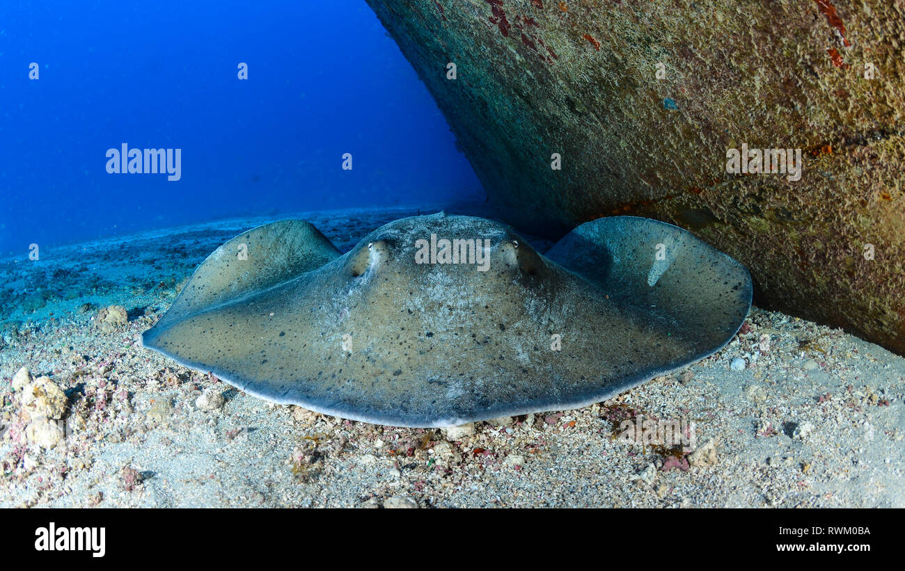 Sting ray portrait Stock Photo - Alamy