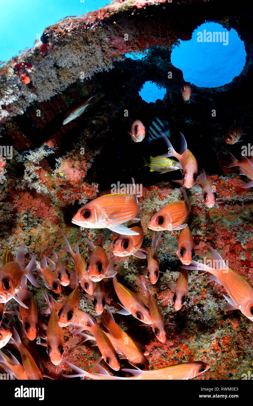 Red fish in a shipwreck Stock Photo - Alamy