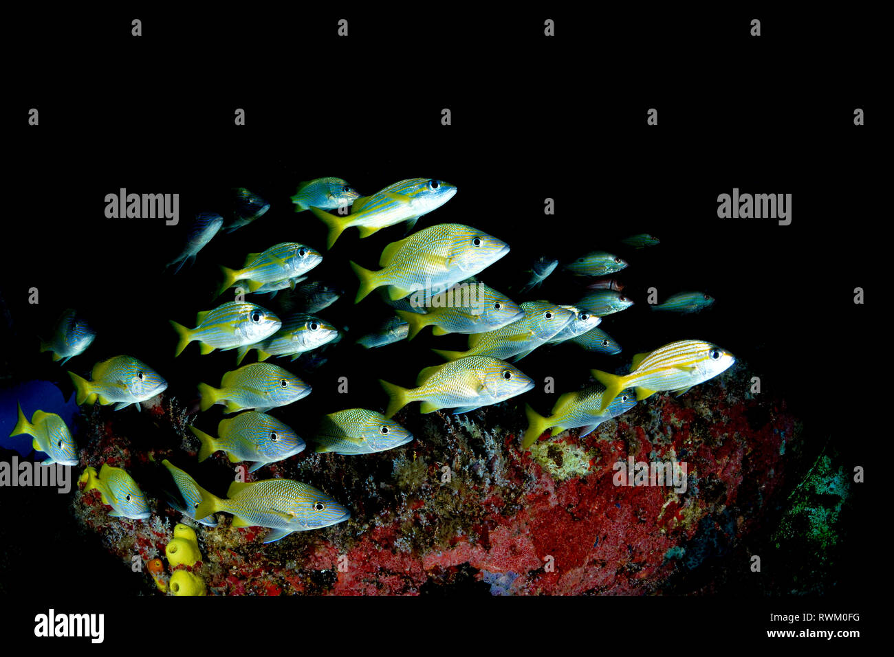 School yellow fish black hi-res stock photography and images - Alamy