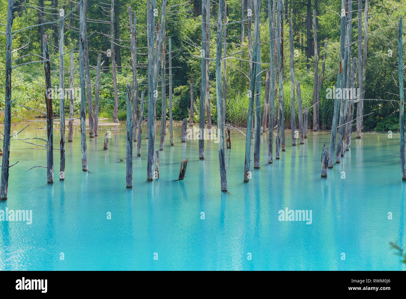 The beautiful Shirogane Blue Pond at Hokkaido, Japan Stock Photo - Alamy