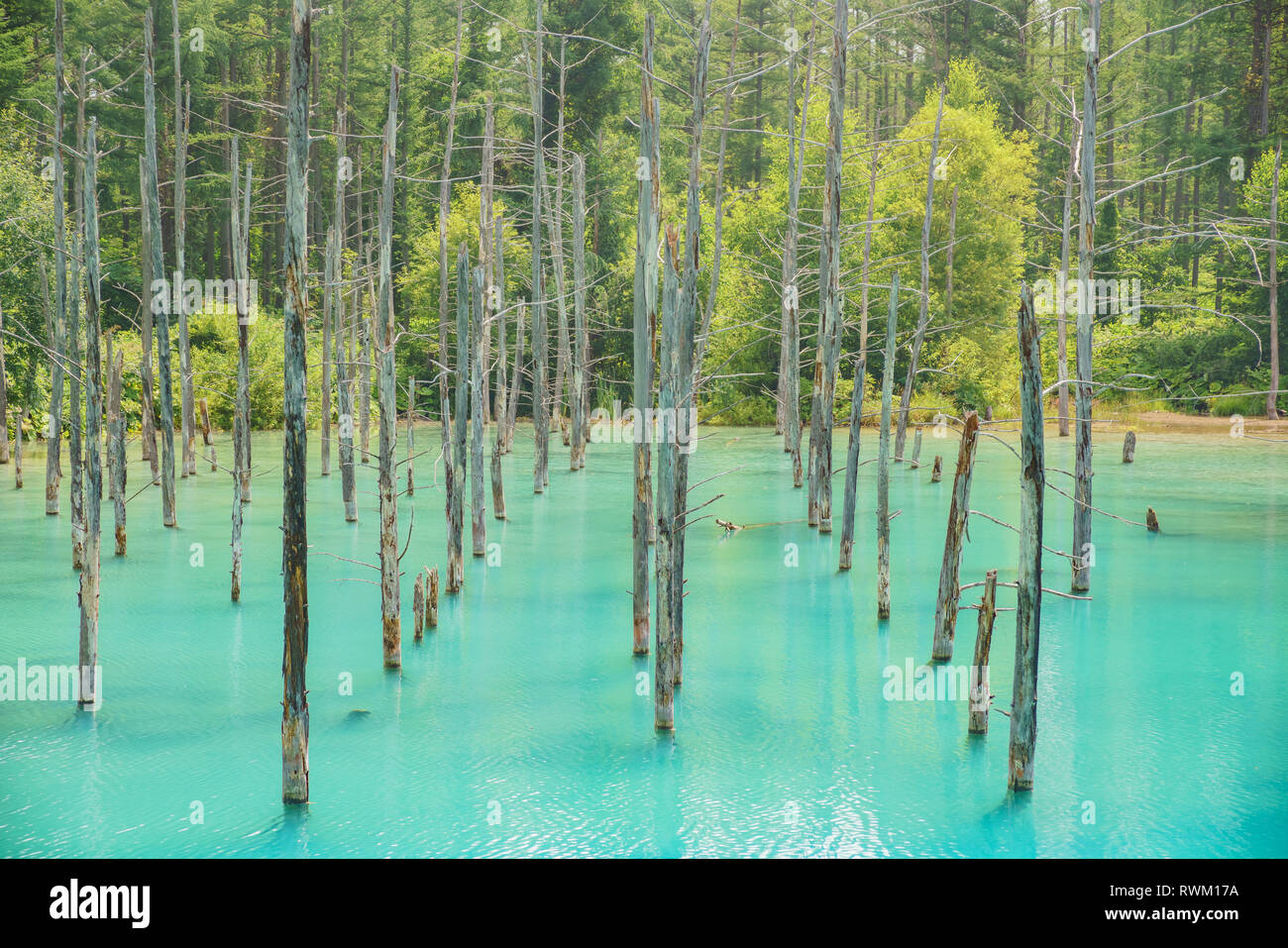 The beautiful Shirogane Blue Pond at Hokkaido, Japan Stock Photo - Alamy