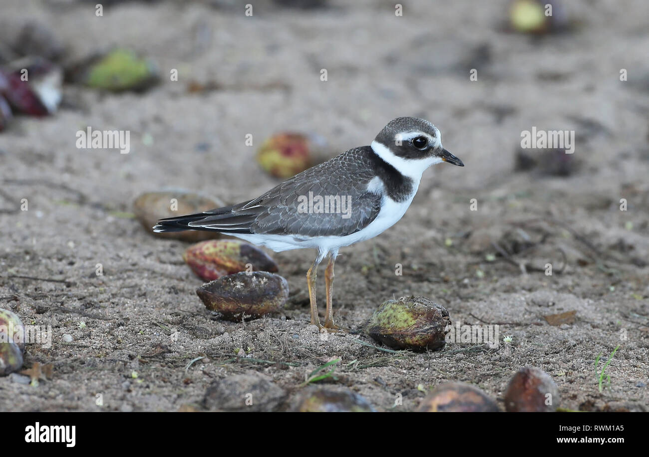 New species of birds in hawaii hi-res stock photography and images - Alamy