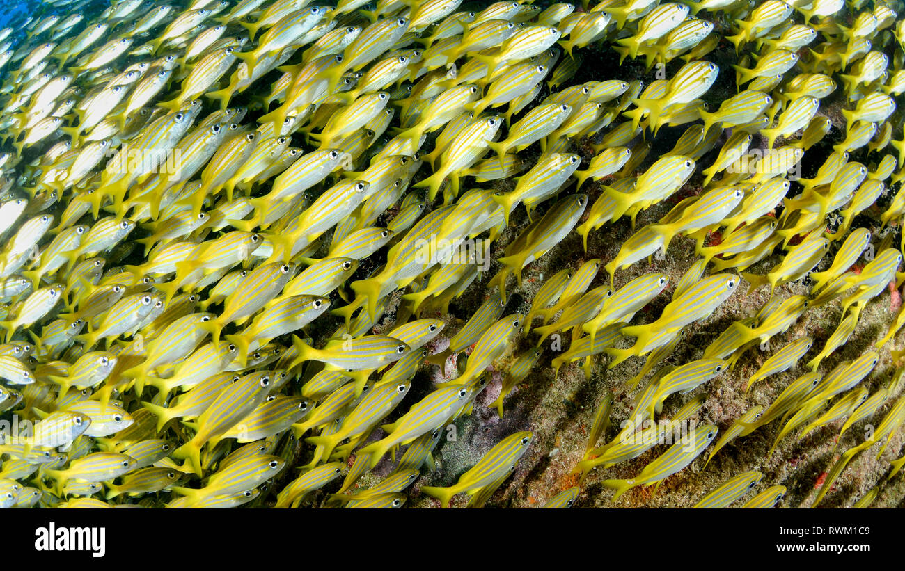 A dense school of yellow fish swimming to the right Stock Photo - Alamy