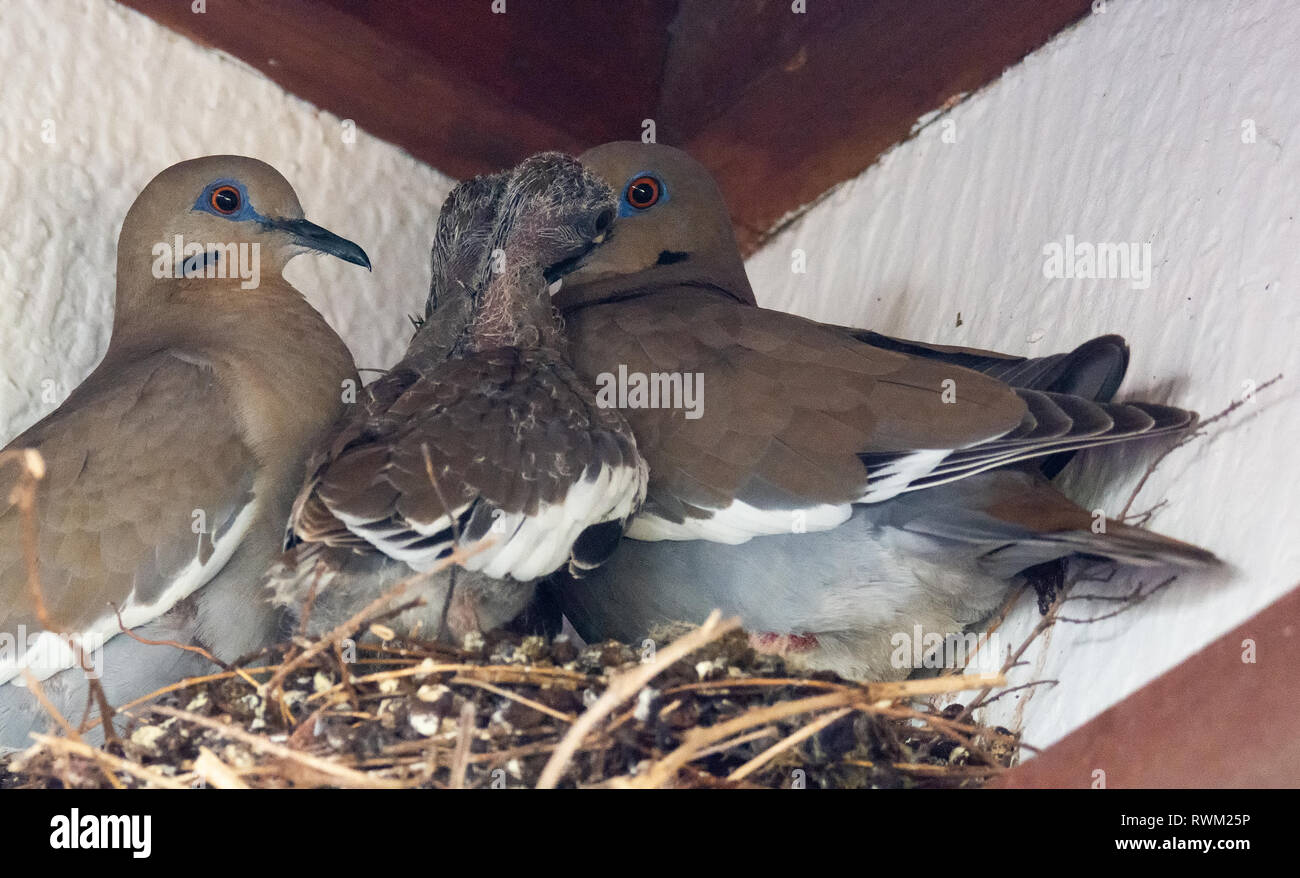 Dove chicks hi-res stock photography and images - Alamy