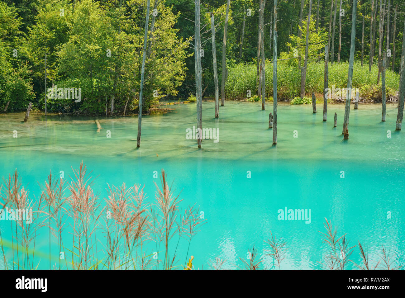 The beautiful Shirogane Blue Pond at Hokkaido, Japan Stock Photo - Alamy