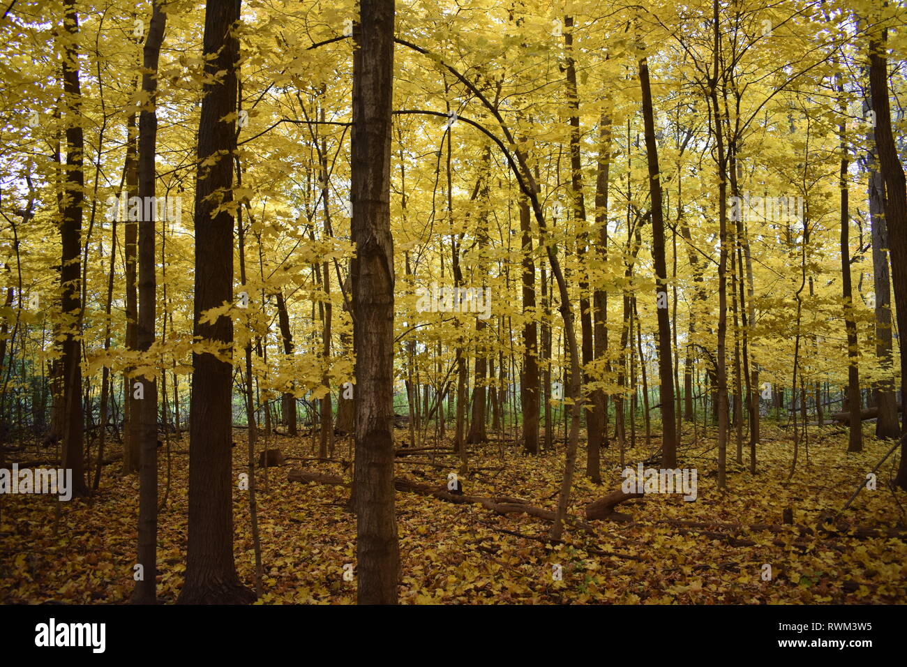 Trees with fall leaves Stock Photo - Alamy