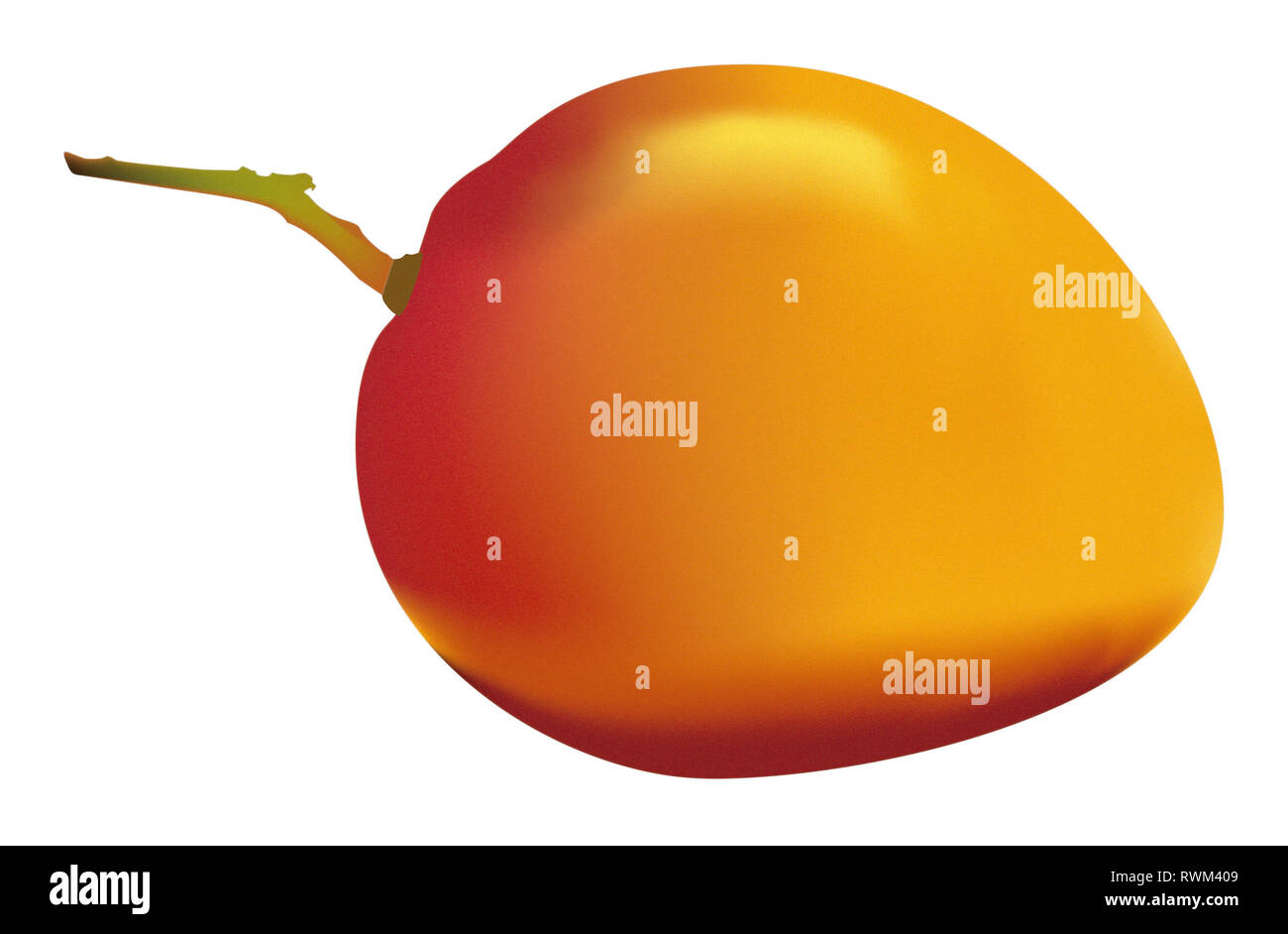 A beautiful illustration of a isolated red and yellow mango over a ...