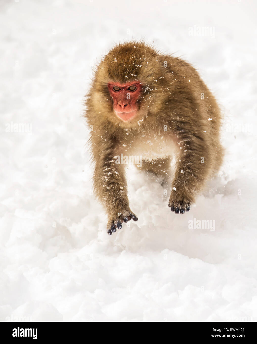 Japanese macaque, also known as Snow Monkey, (Macaca fuscata) playing ...