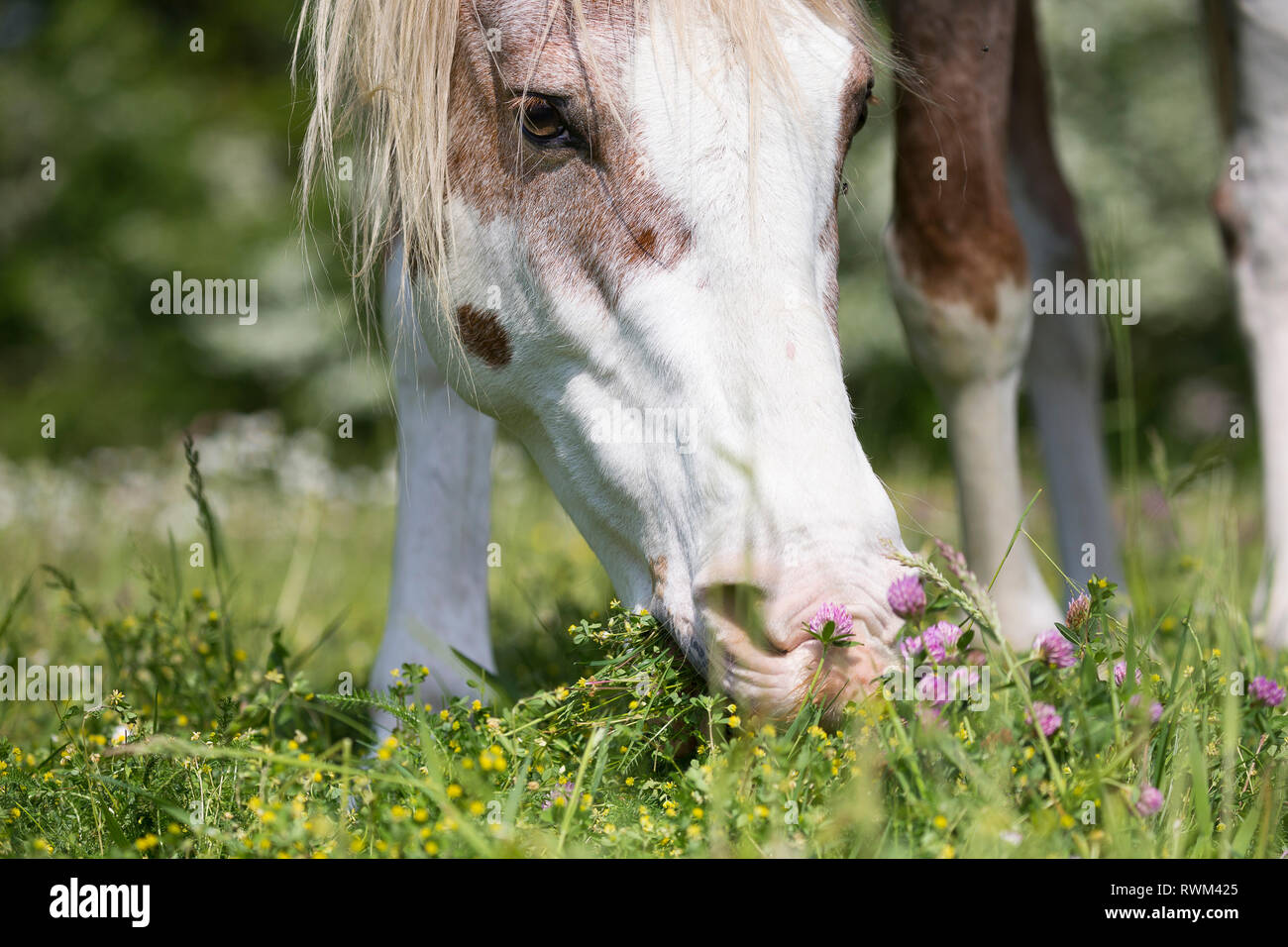 Missouri foxtrotter hi-res stock photography and images - Alamy