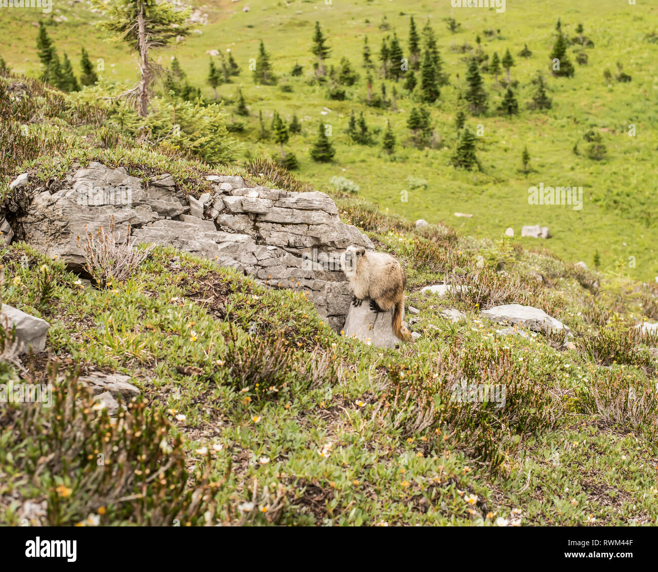 Marmot lake hi-res stock photography and images - Alamy