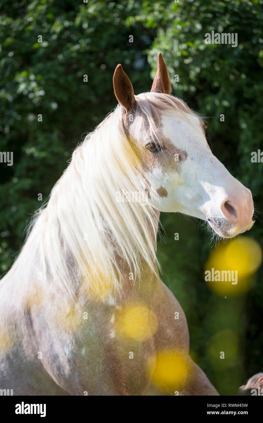 Missouri Fox Trotter. Portrait of red roan sabino pinto. Switzerland ...