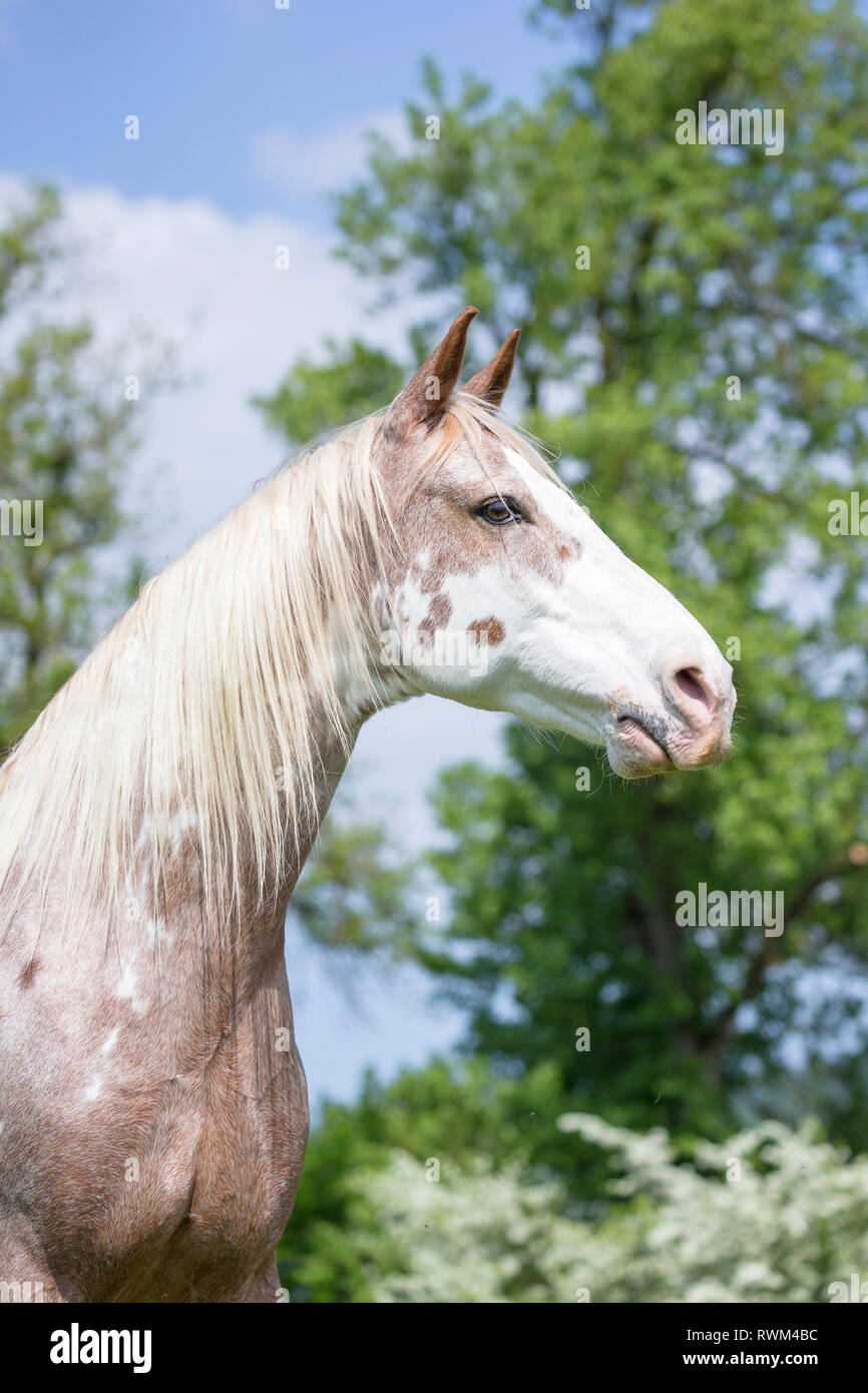 Missouri Fox Trotter. Portrait of red roan sabino pinto. Switzerland ...