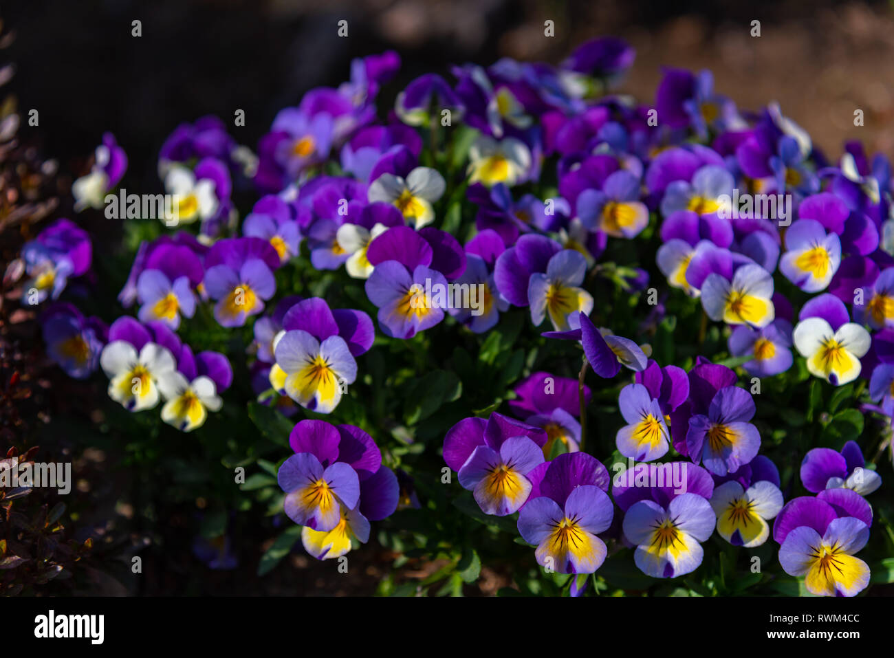 Purple, white and yellow Viola tricolor Pansy ( heartsease, heart's ...