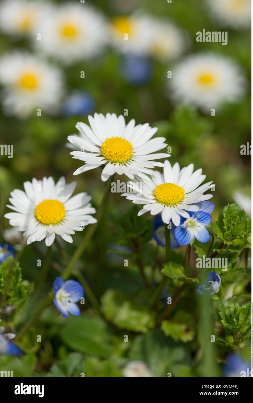 German speedwell hi-res stock photography and images - Alamy