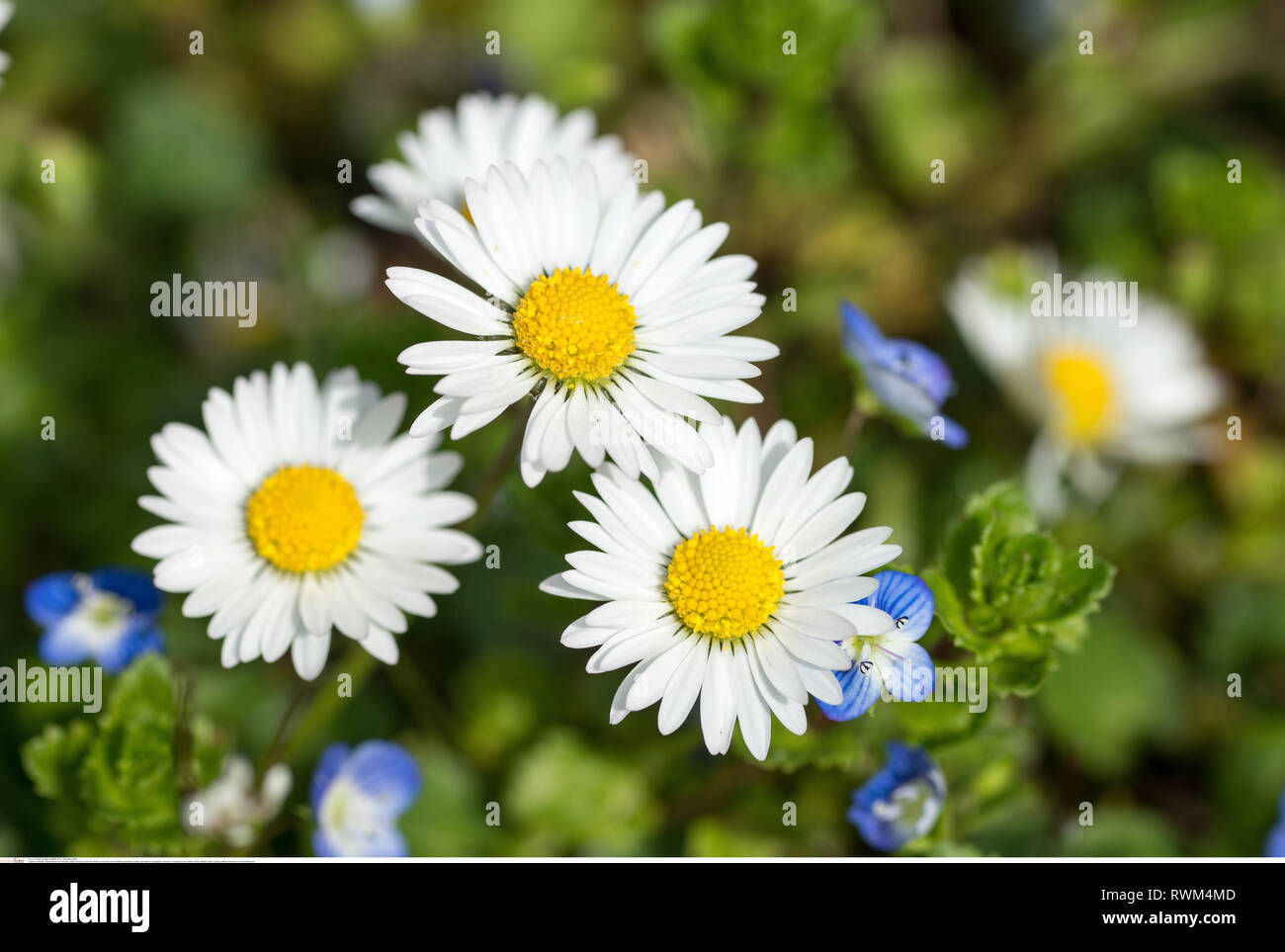 German speedwell hi-res stock photography and images - Alamy