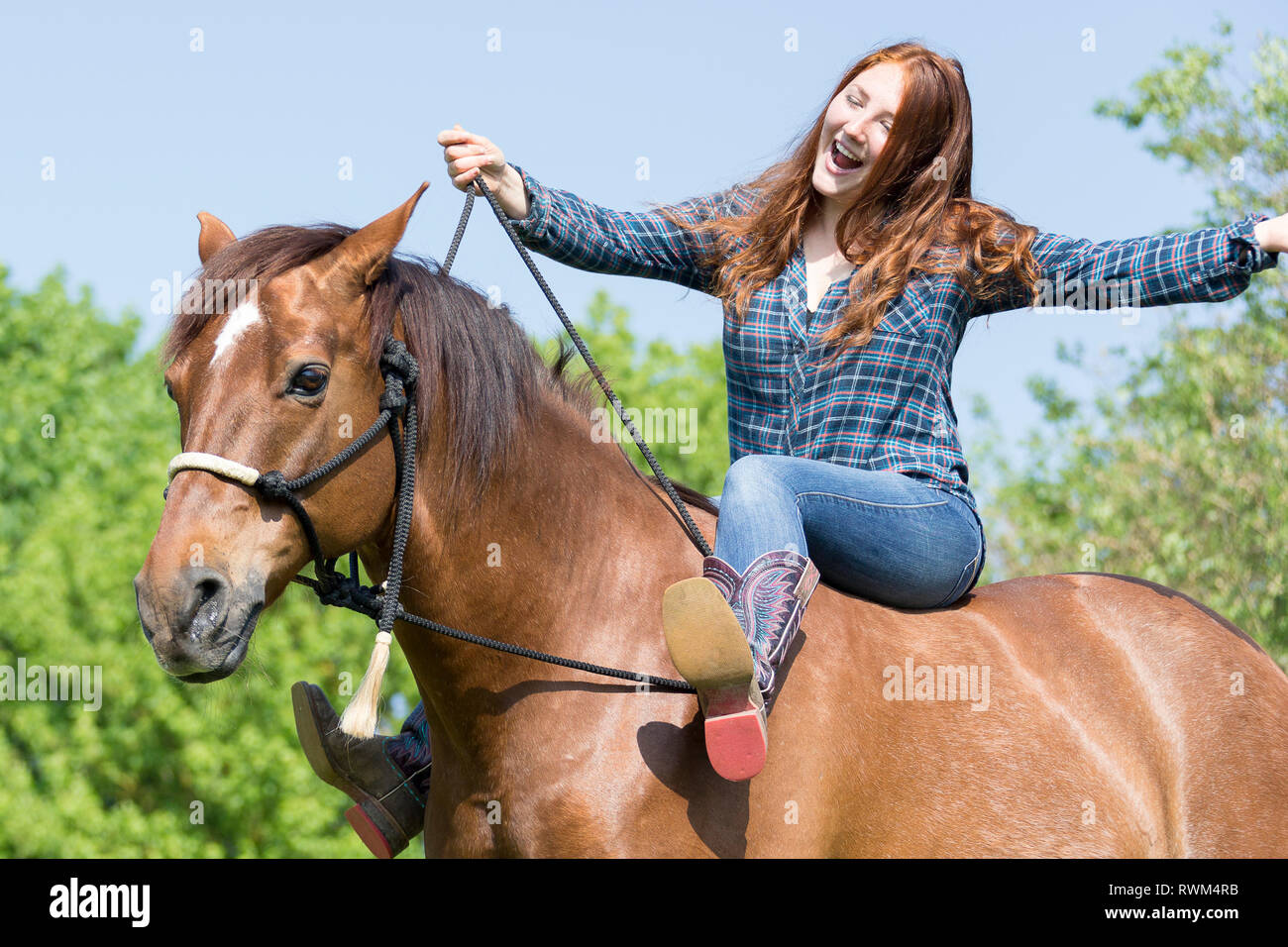 Missouri Fox Trotter. Red-haired young woman on chestnut gelding on a ...