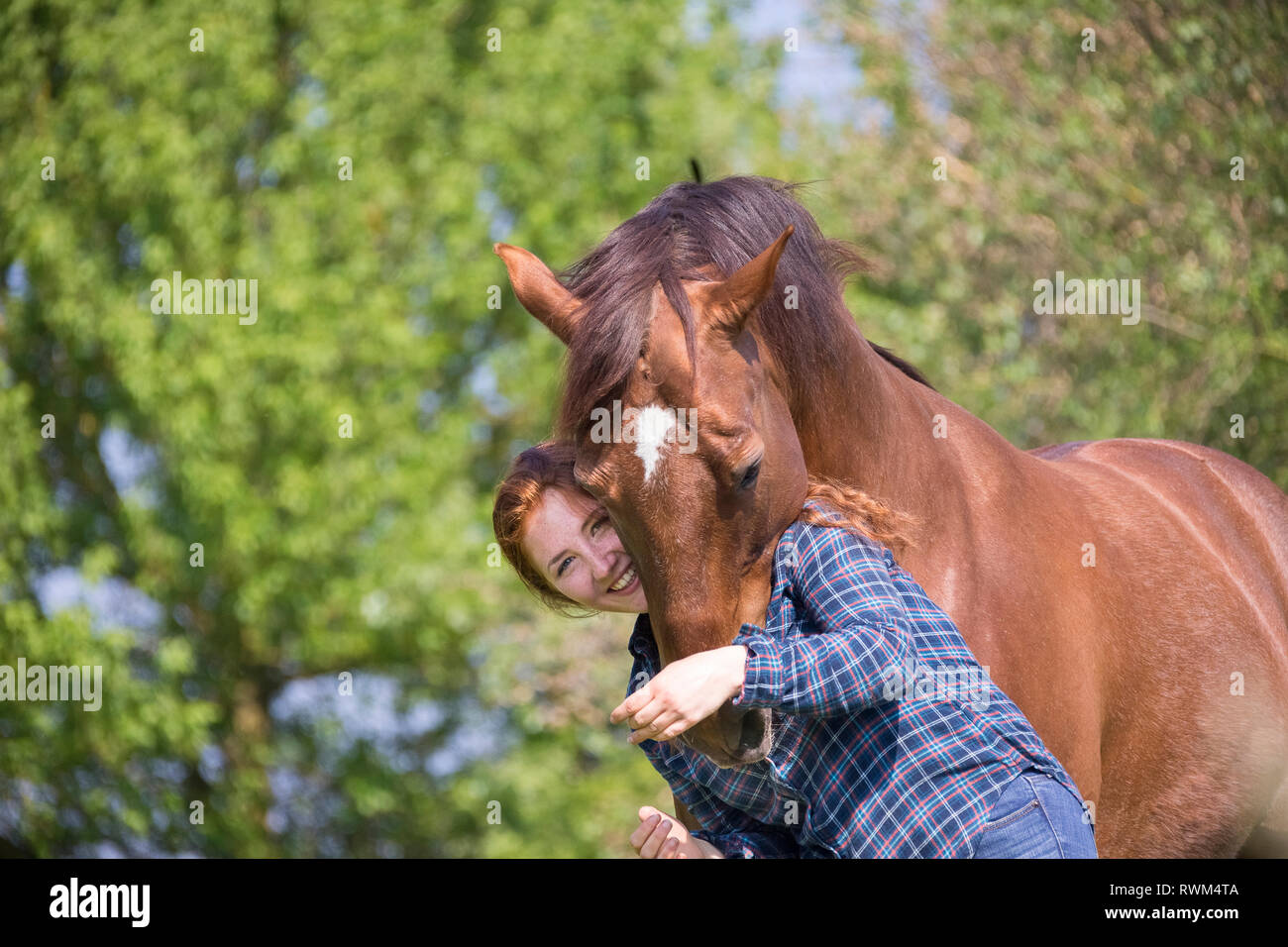 Missouri Fox Trotter. Red-haired young woman with chestnut gelding on a ...