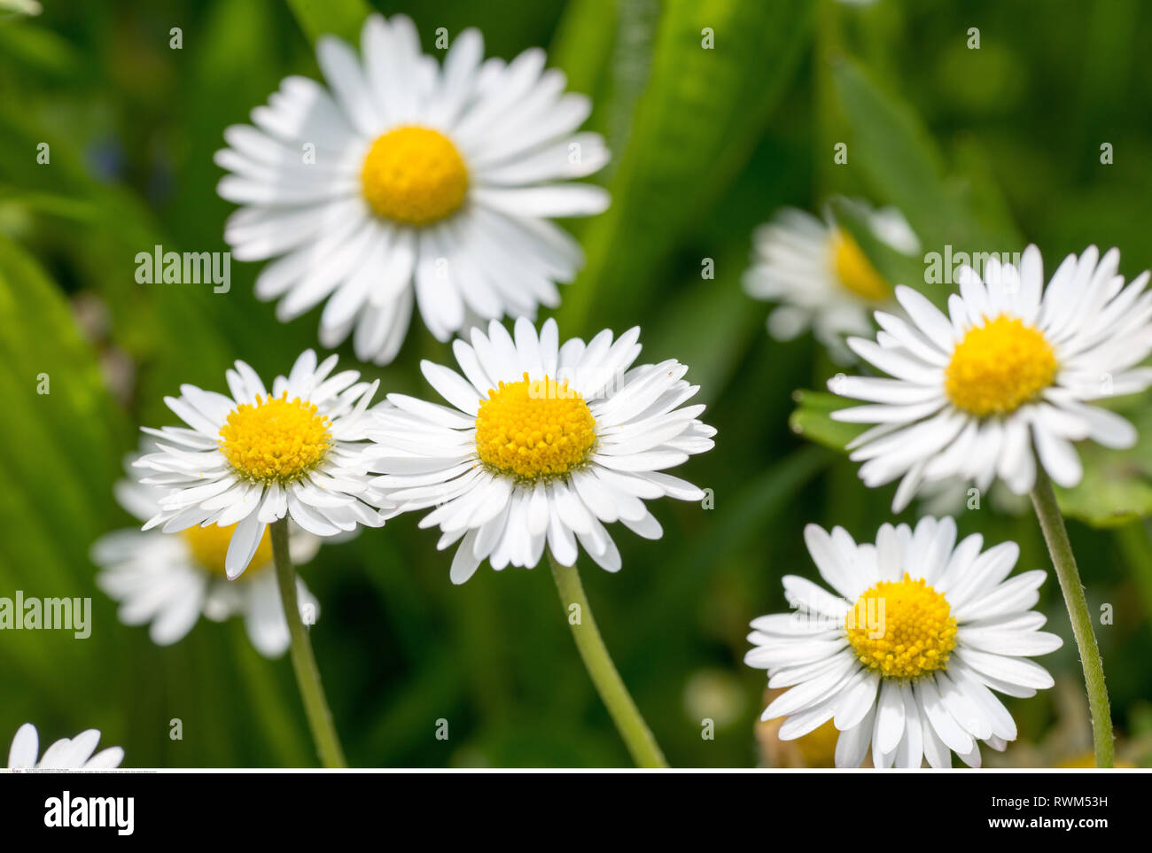 Meadows Daisy Meadows Daisy High Resolution Stock Photography and ...