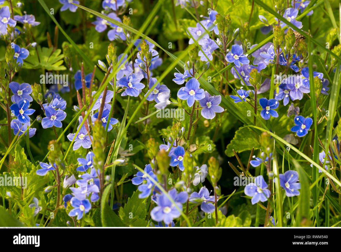 German speedwell hi-res stock photography and images - Alamy
