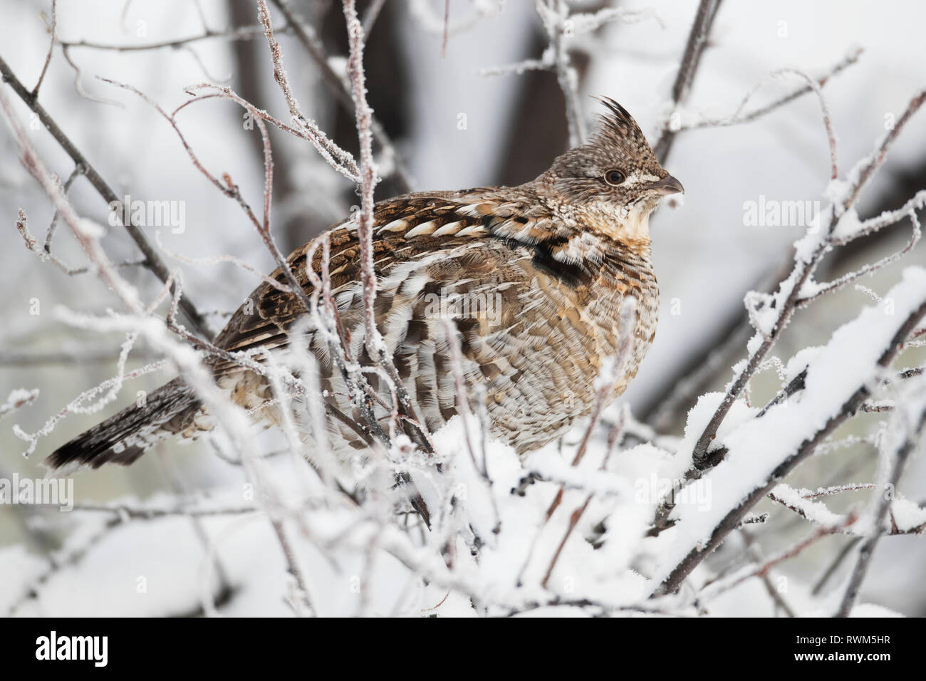 One spruce tree hi-res stock photography and images - Alamy