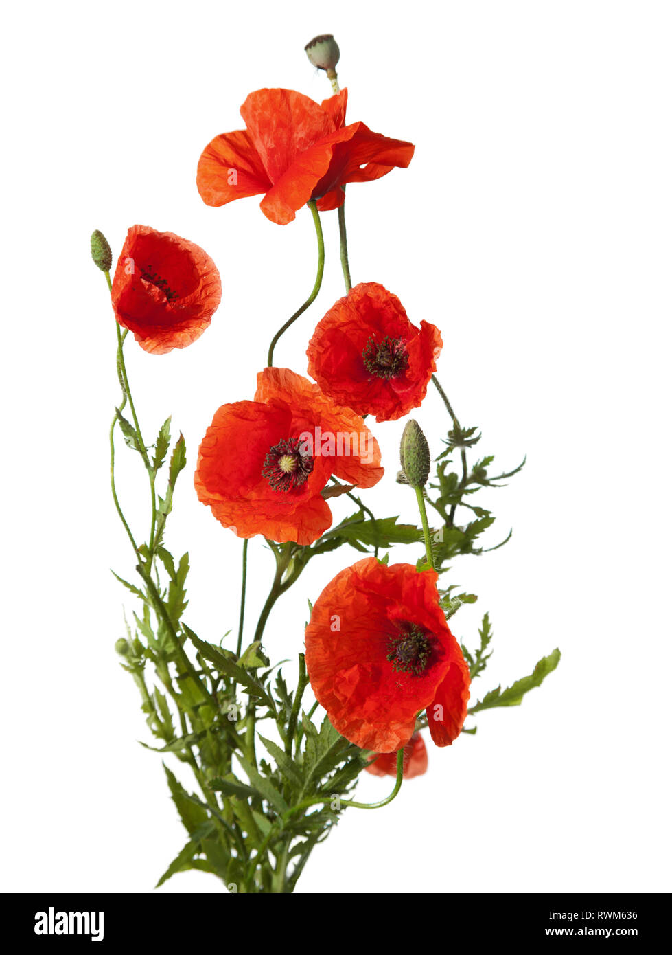 red poppies isolated on white Stock Photo - Alamy