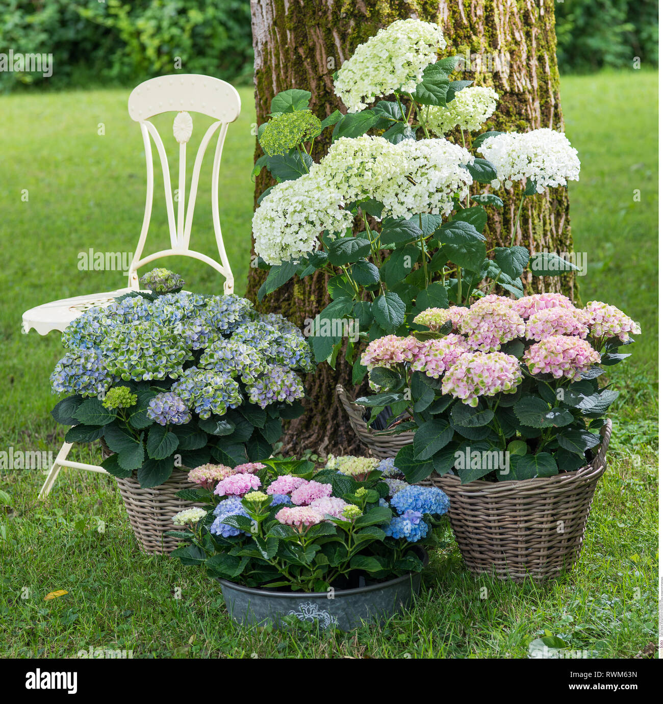 Hydrangea magical revolution hi-res stock photography and images - Alamy