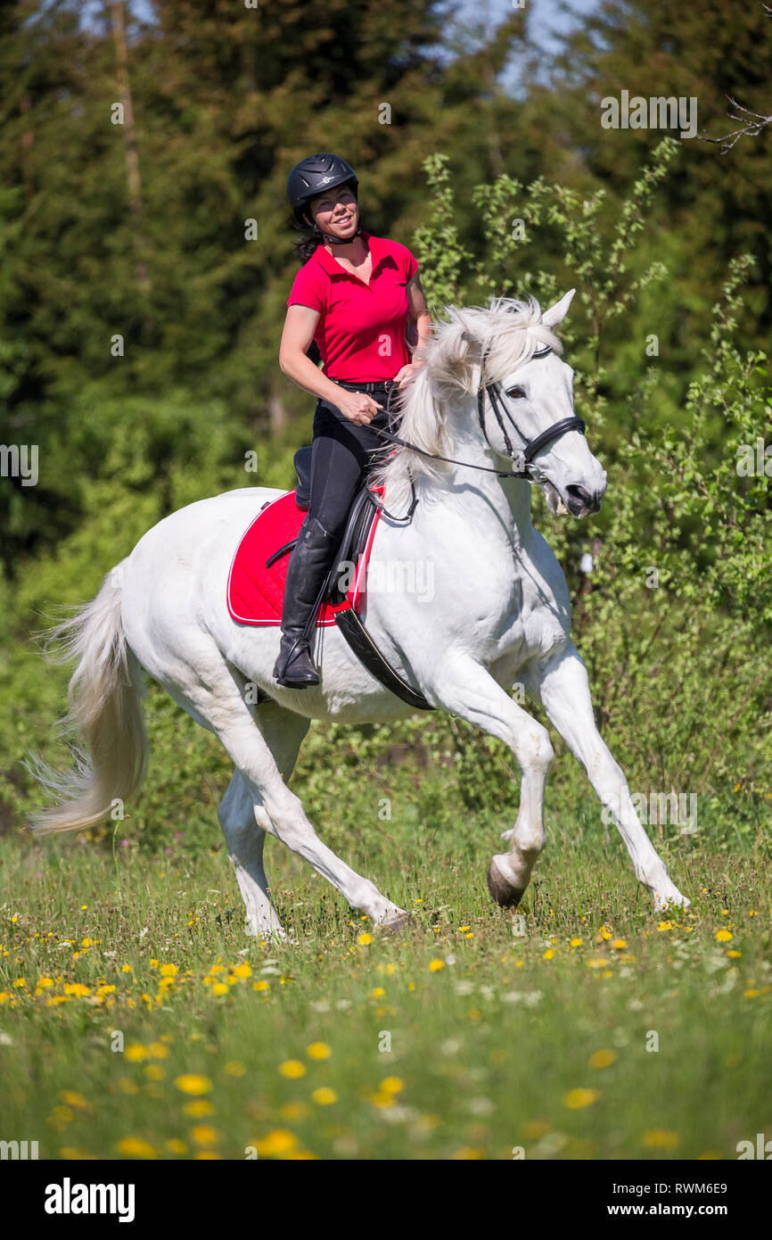 Lusitano. Rider on a old gray gelding galloping on a meadow. Germany ...