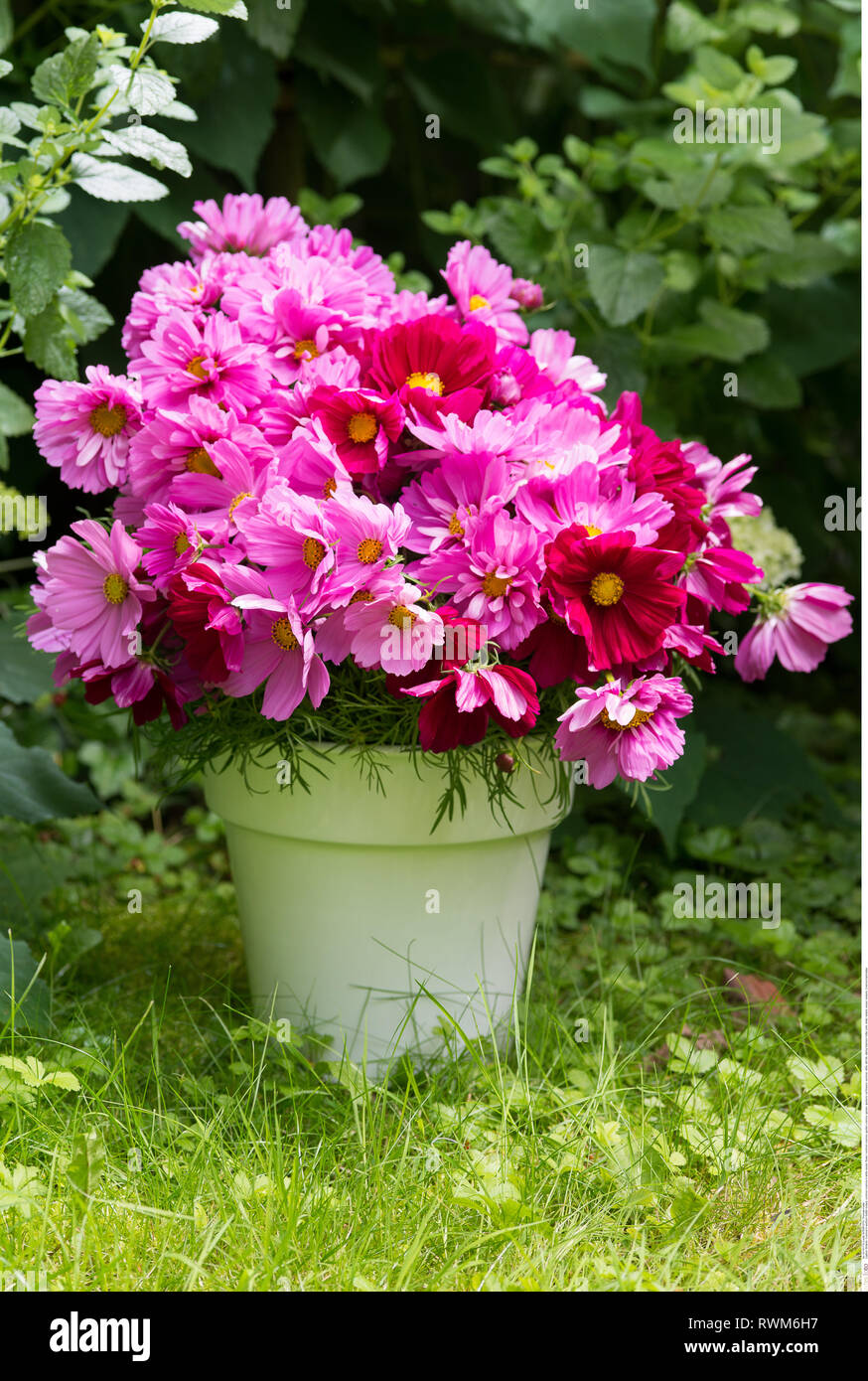 White common cosmos hi-res stock photography and images - Alamy