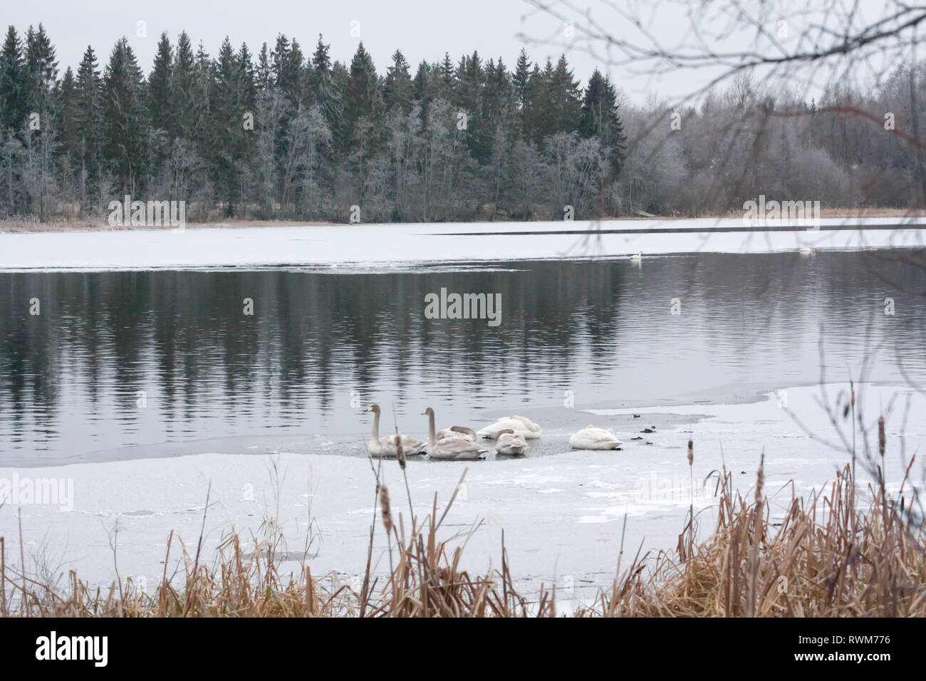 Winter calm landscape on a river with a white swans sleeping on ice ...