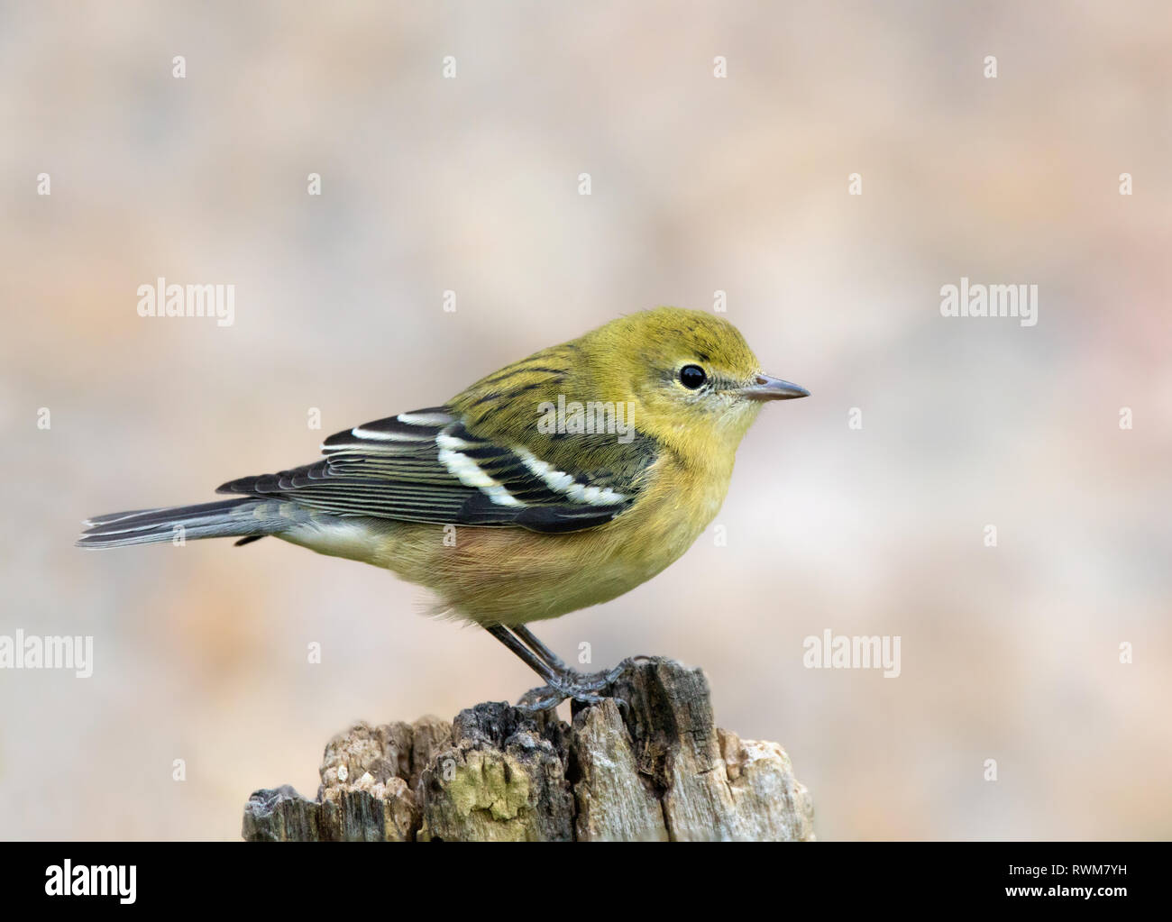 A fall plumage Bay-breasted Warbler , Setophaga castanea, in a backyard ...