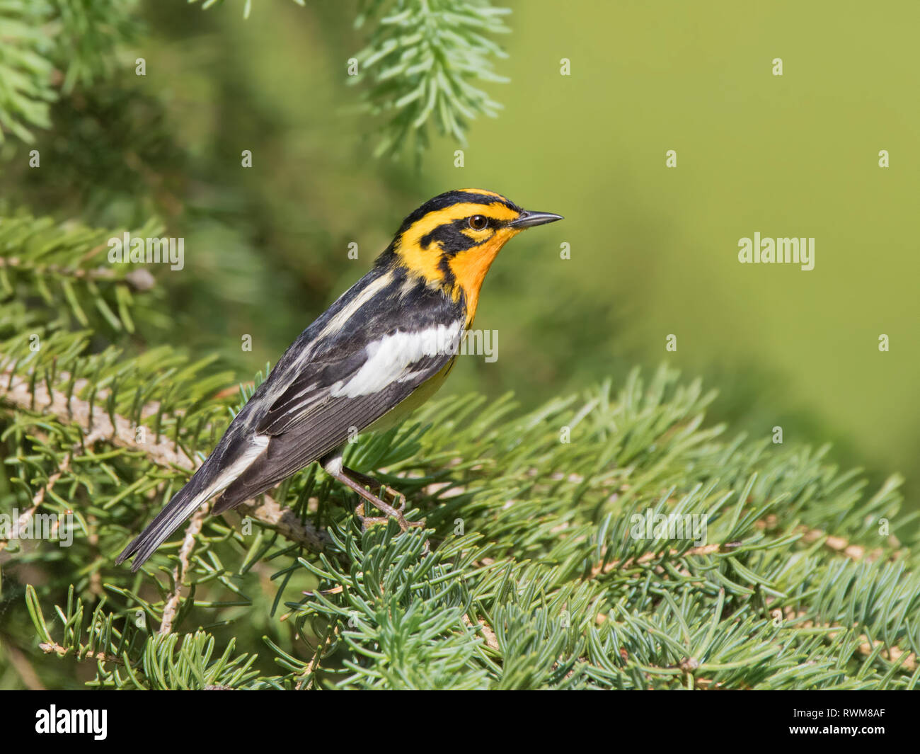 A male Blackburnian Warbler (Setophaga fusca) in a spruce tree at Emma ...