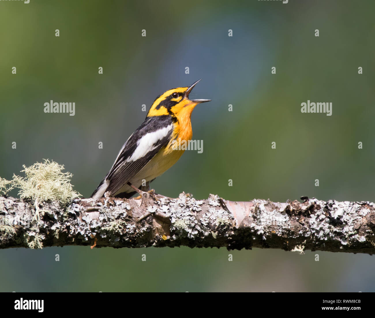 Blackburnian Warbler Singing
