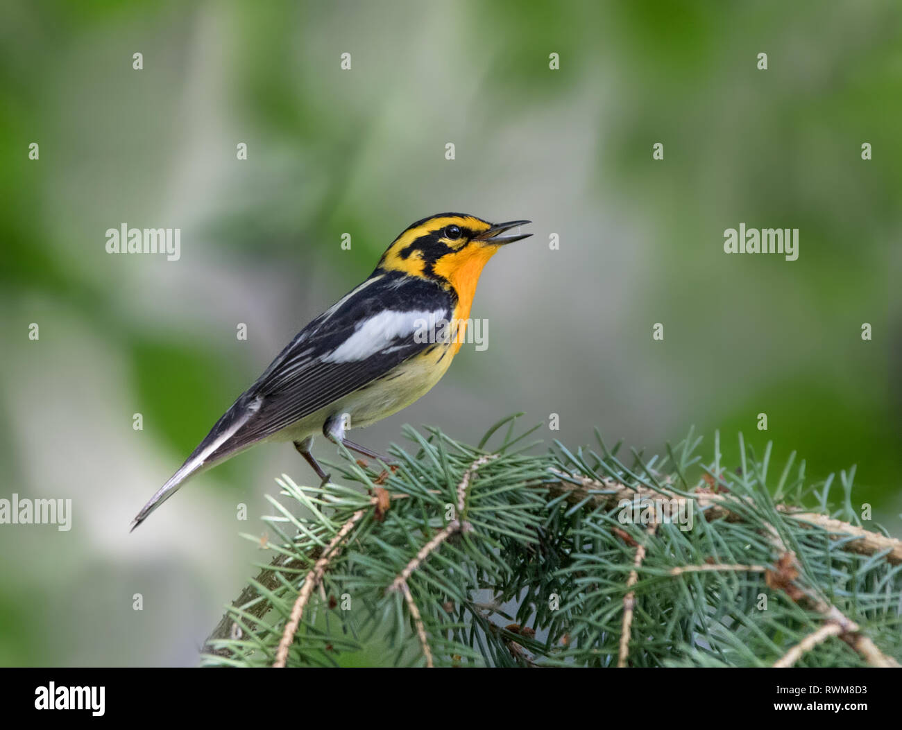 A male Blackburnian Warbler (Setophaga fusca) calling from a spruce ...
