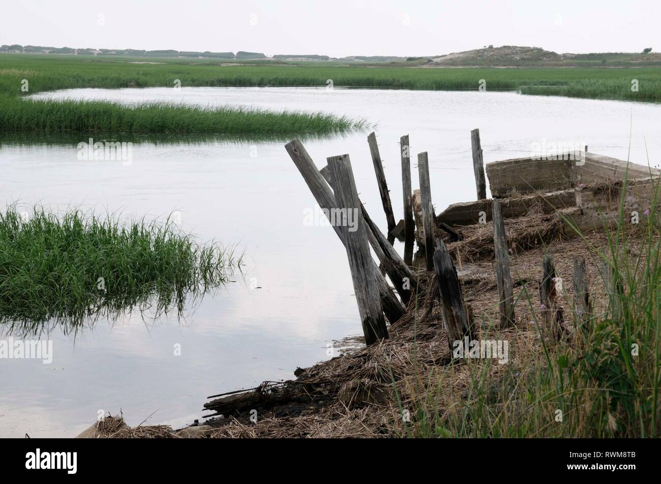 Seashore marsh hi-res stock photography and images - Alamy