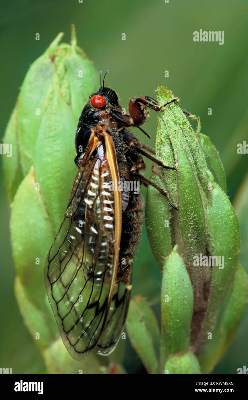 Adult 17-year cicada (Magicicada sp.) resting on rhododendron after ... Adult 17-year cicada (Magicicada sp.) resting on rhododendron after ...