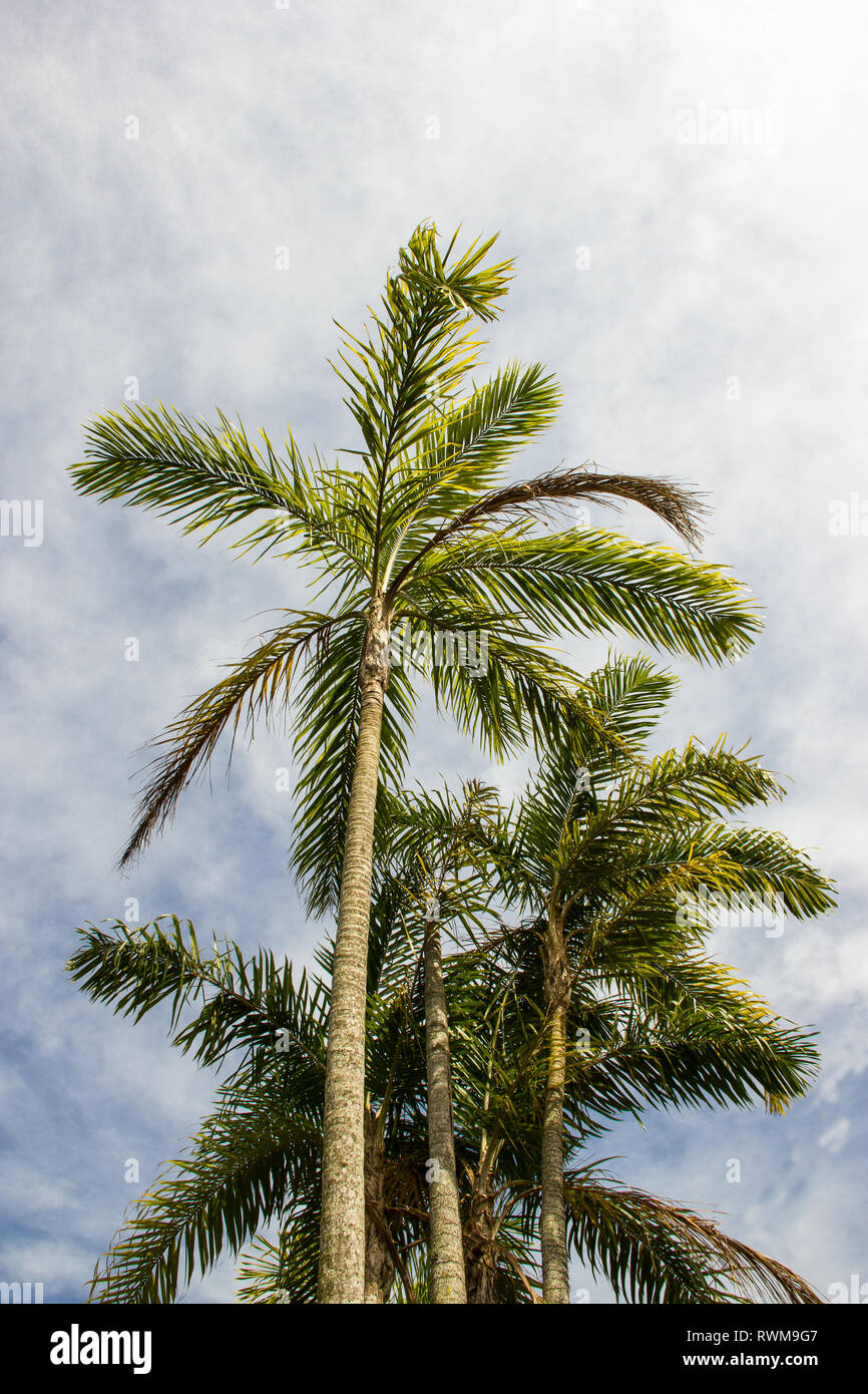 Bactris gasipaes (Pupunha) tree detail. From this tree they get the ...